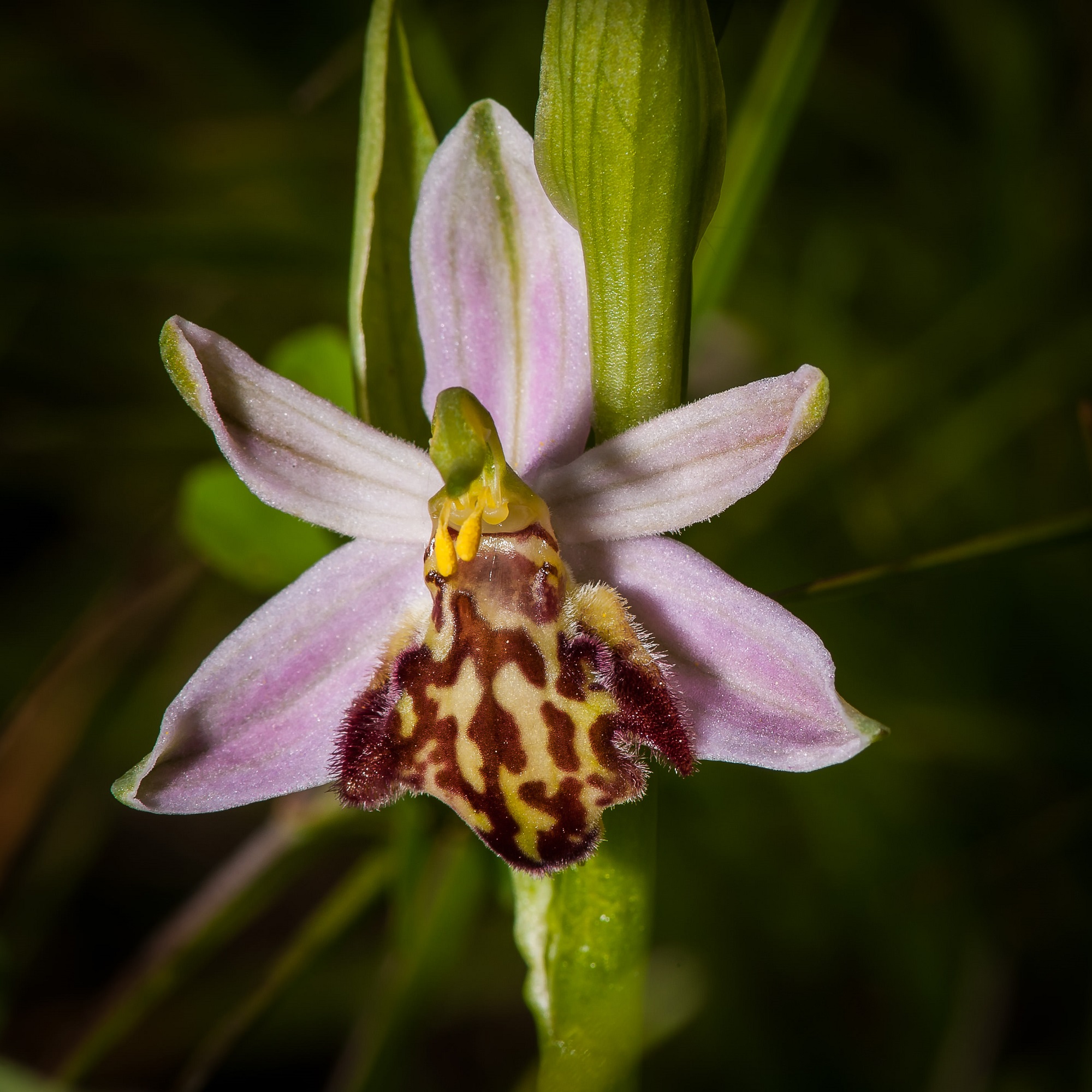 Ophrys_apifera_Einzelblüte – An Di – Fotografie