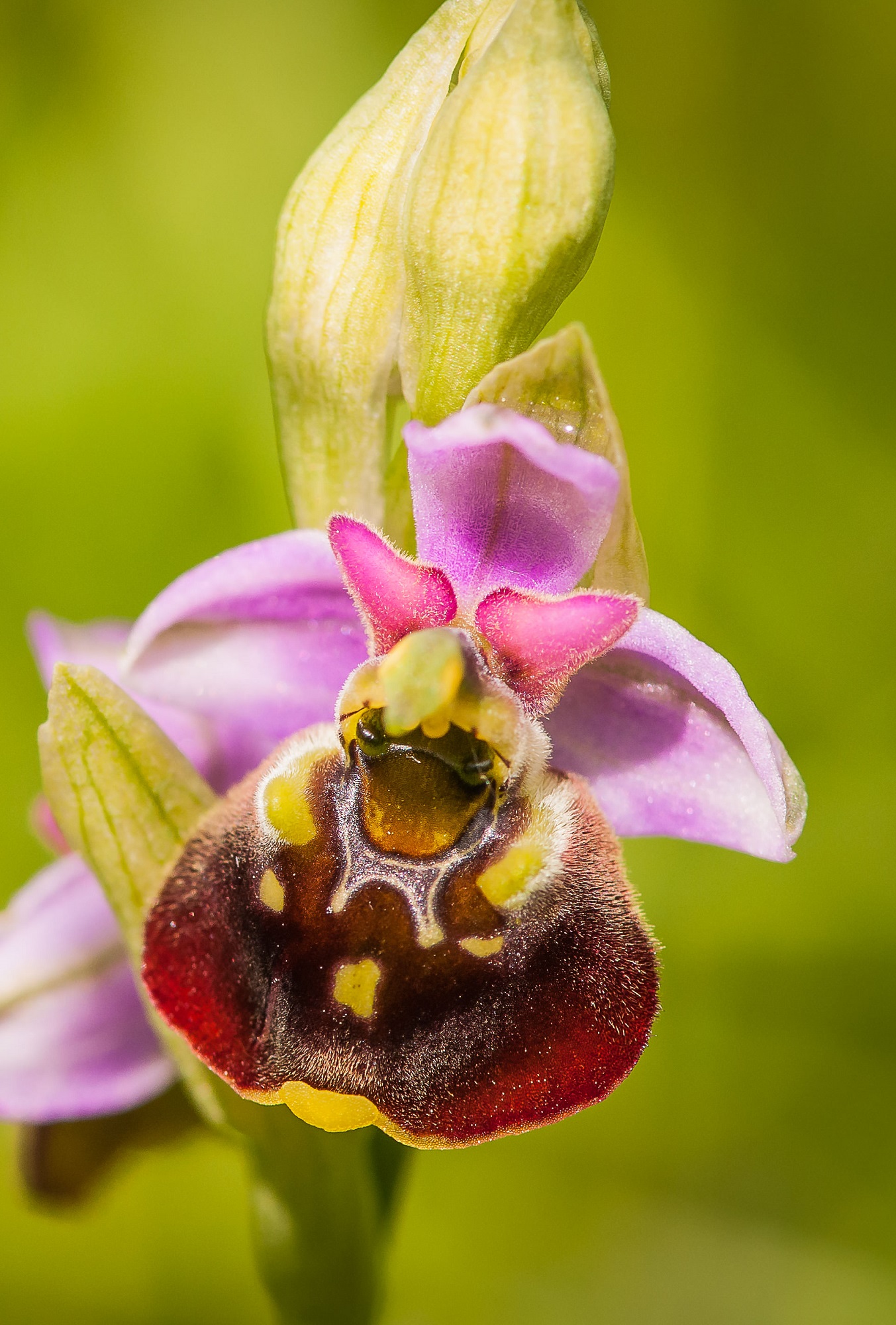 Ophrys_fuciflora_Einzelblüte1 – An Di – Fotografie