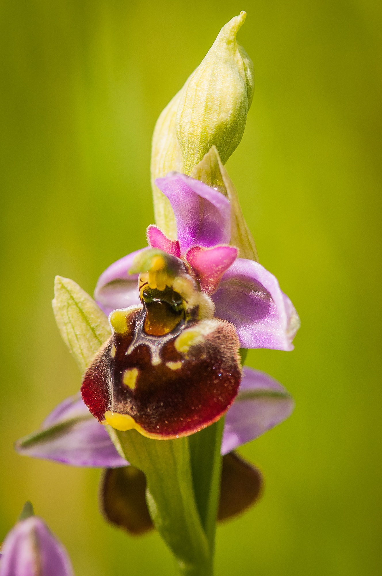 Ophrys_fuciflora_Einzelblüte2 – An Di – Fotografie