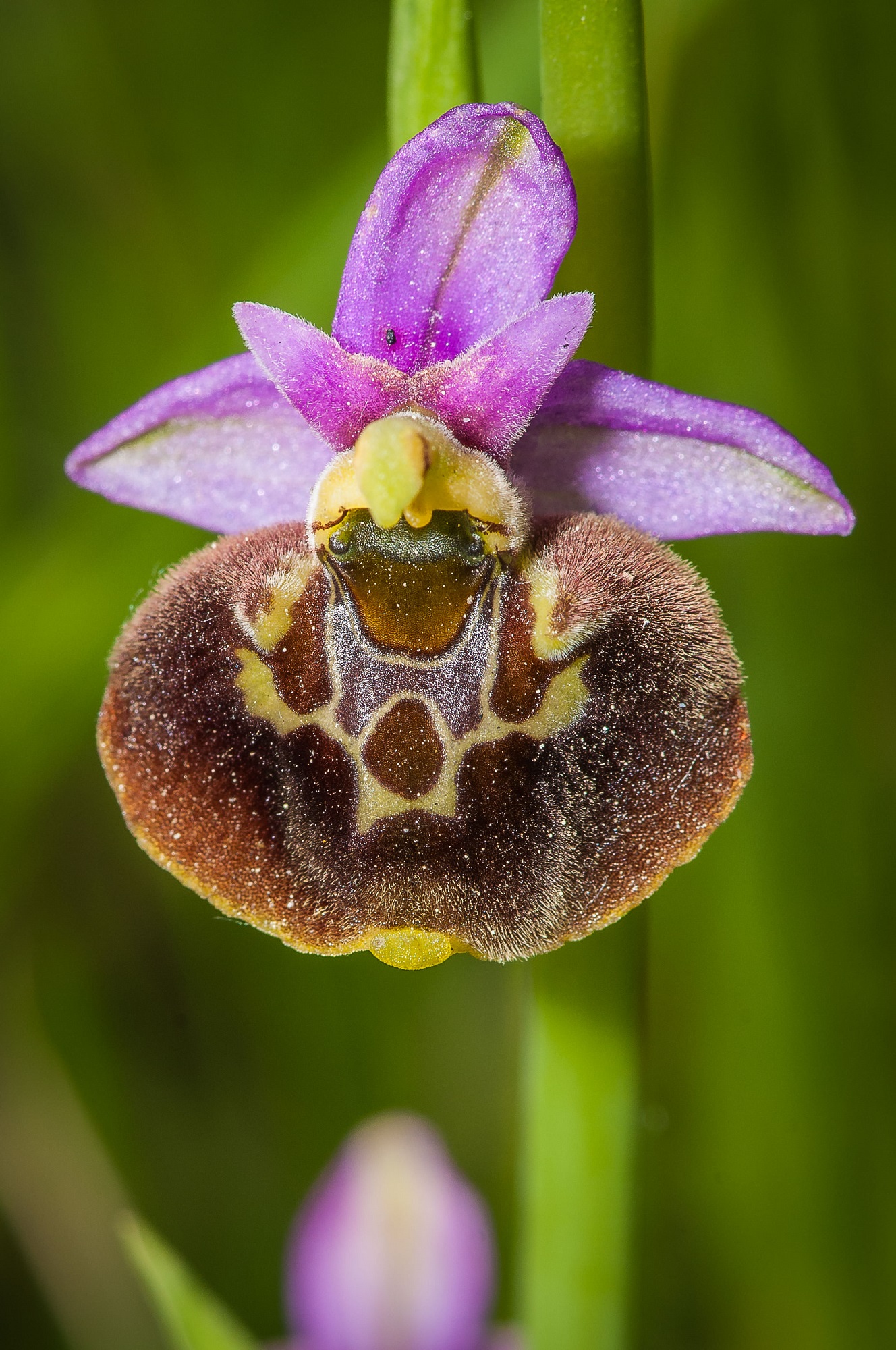 Ophrys_fuciflora_Einzelblüte3 – An Di – Fotografie
