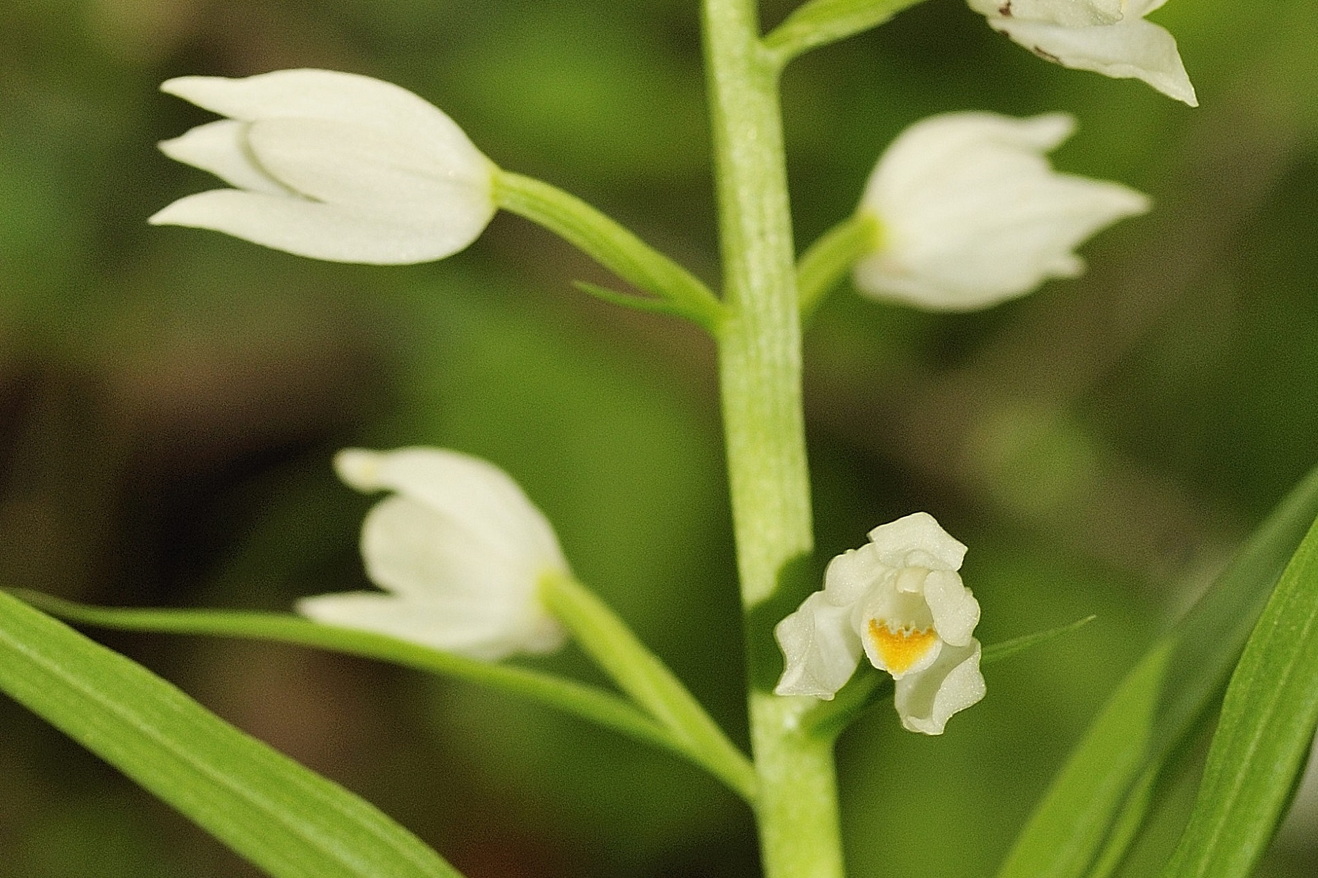 Cephalanthera longifolia – An Di – Fotografie